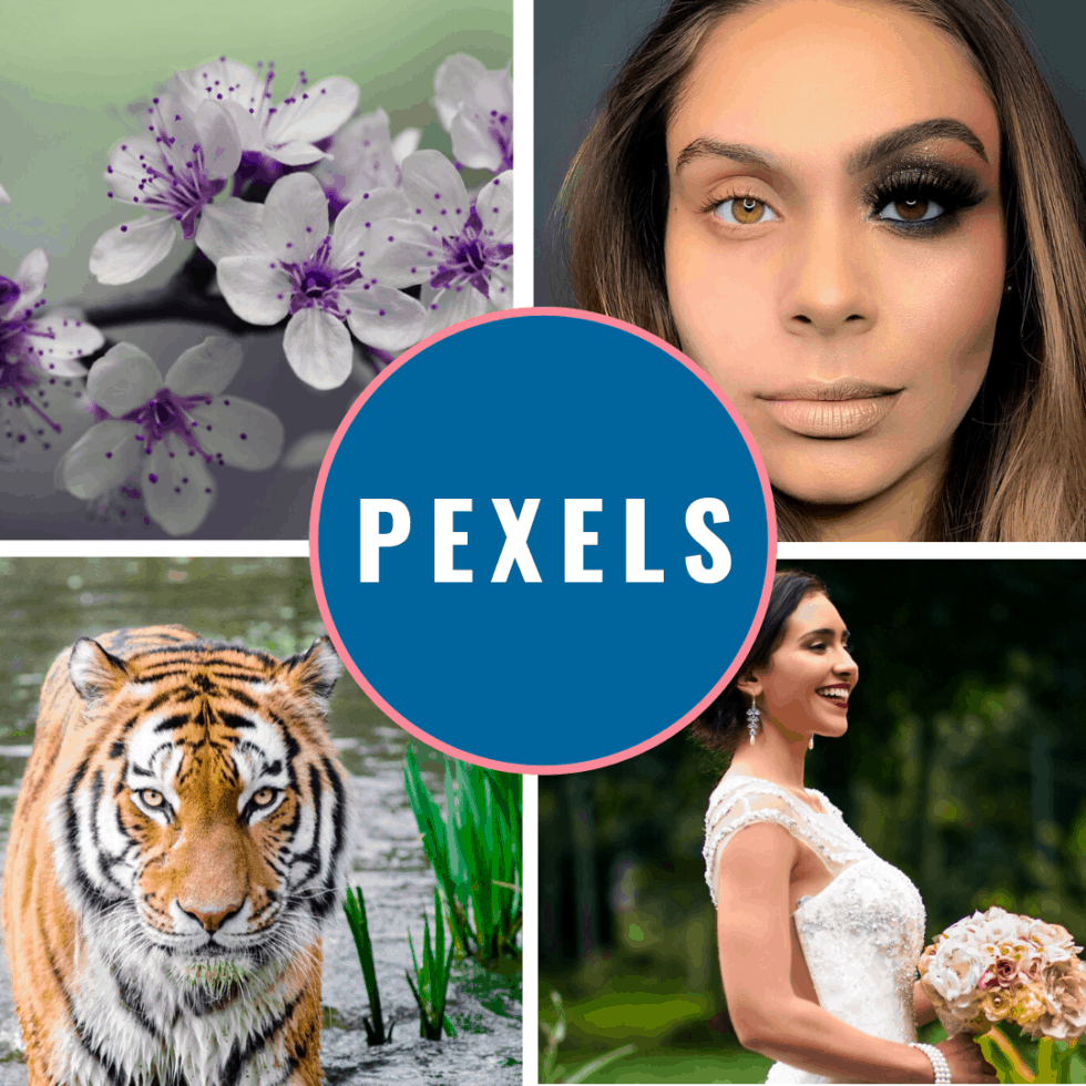 Free Stock Photos for Bloggers: 10 Sites You Need to Check Out - The ...